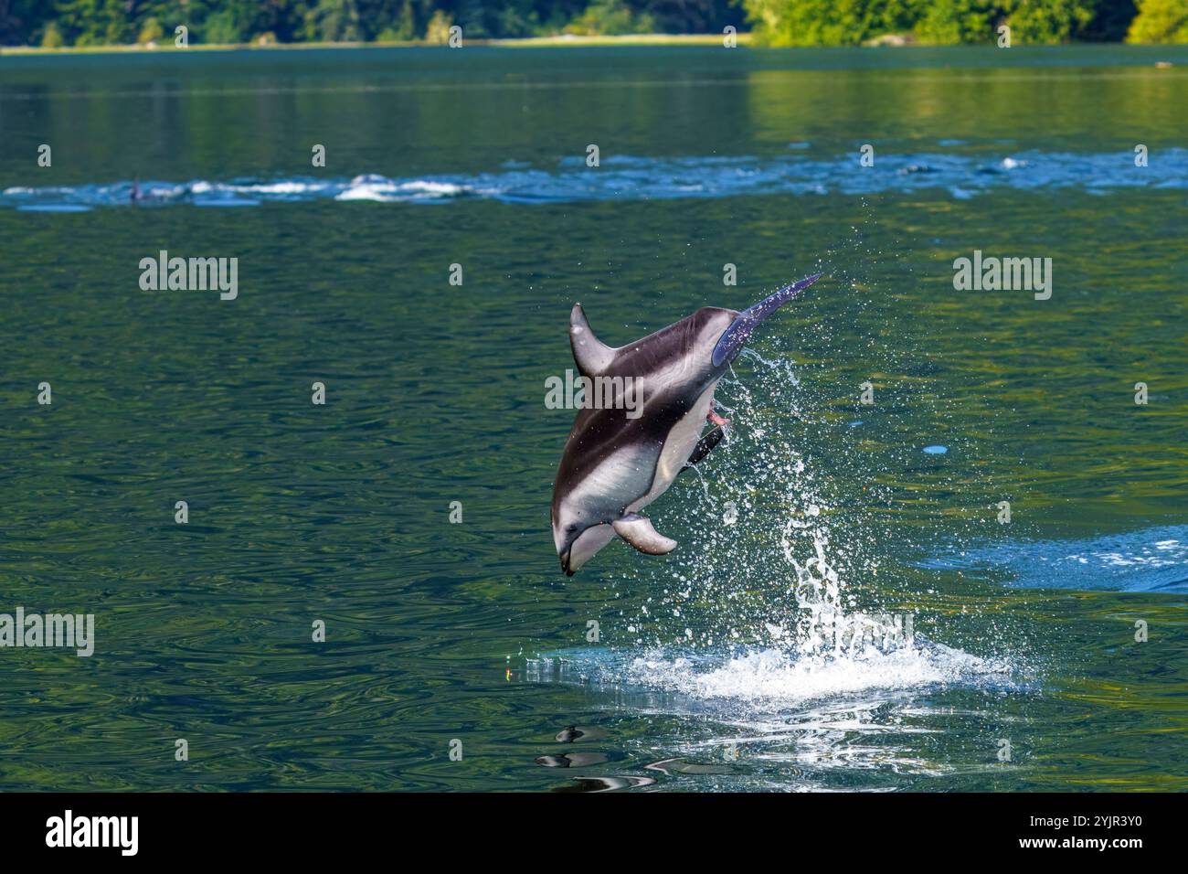 Male Pacific white-sided dolphin jumping at X̱a̱ḵwika̱n, Thompson Sound ...