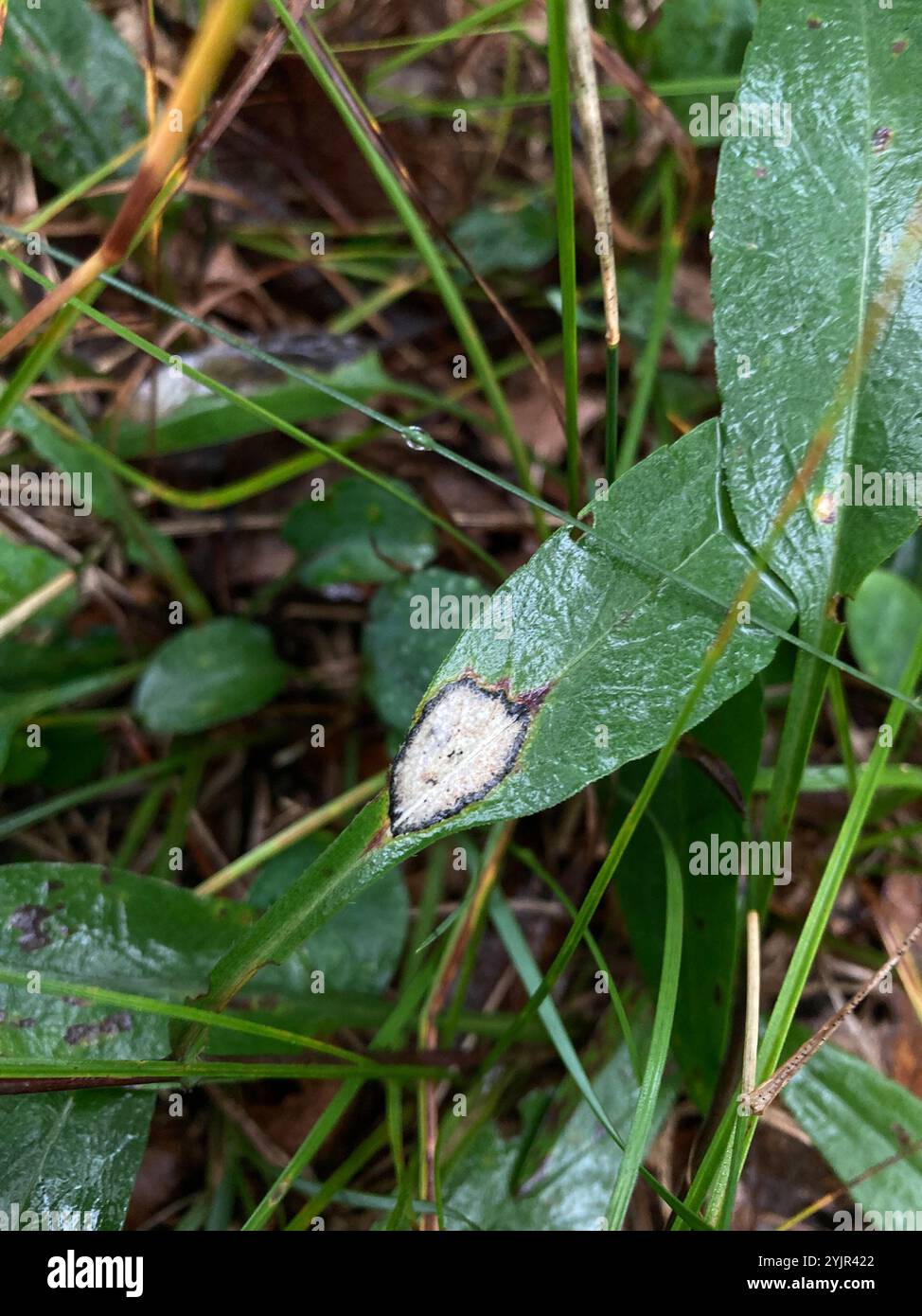 Carbonifera goldenrod gall midge (Asteromyia carbonifera Stock Photo ...