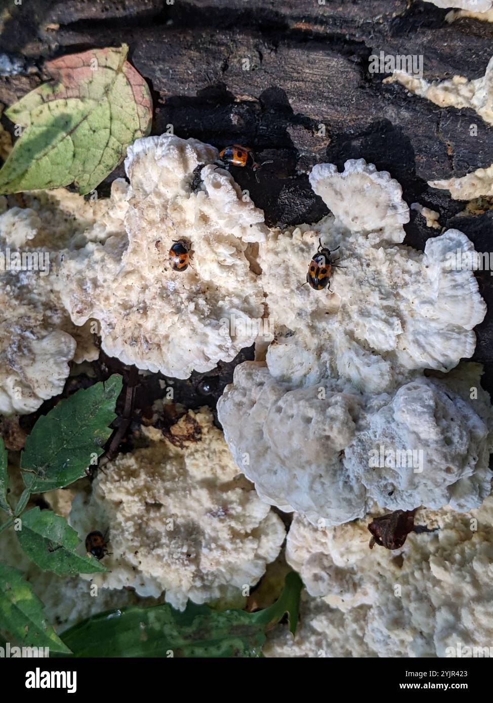 Two-spotted Diaperis (Diaperis maculata Stock Photo - Alamy