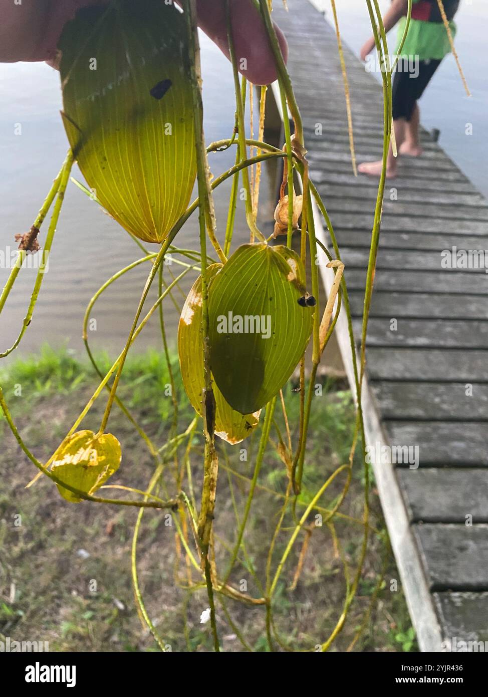 floating-leaved pondweed (Potamogeton natans Stock Photo - Alamy