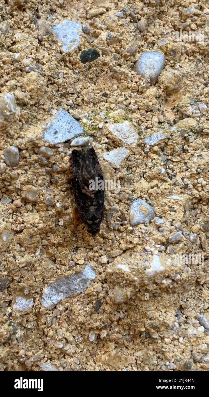 Verbena Bud Moth (Endothenia hebesana Stock Photo - Alamy