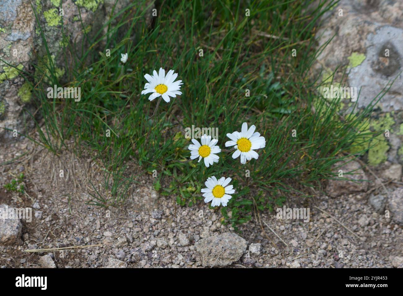 Alpine Moon-daisy (Leucanthemopsis alpina Stock Photo - Alamy
