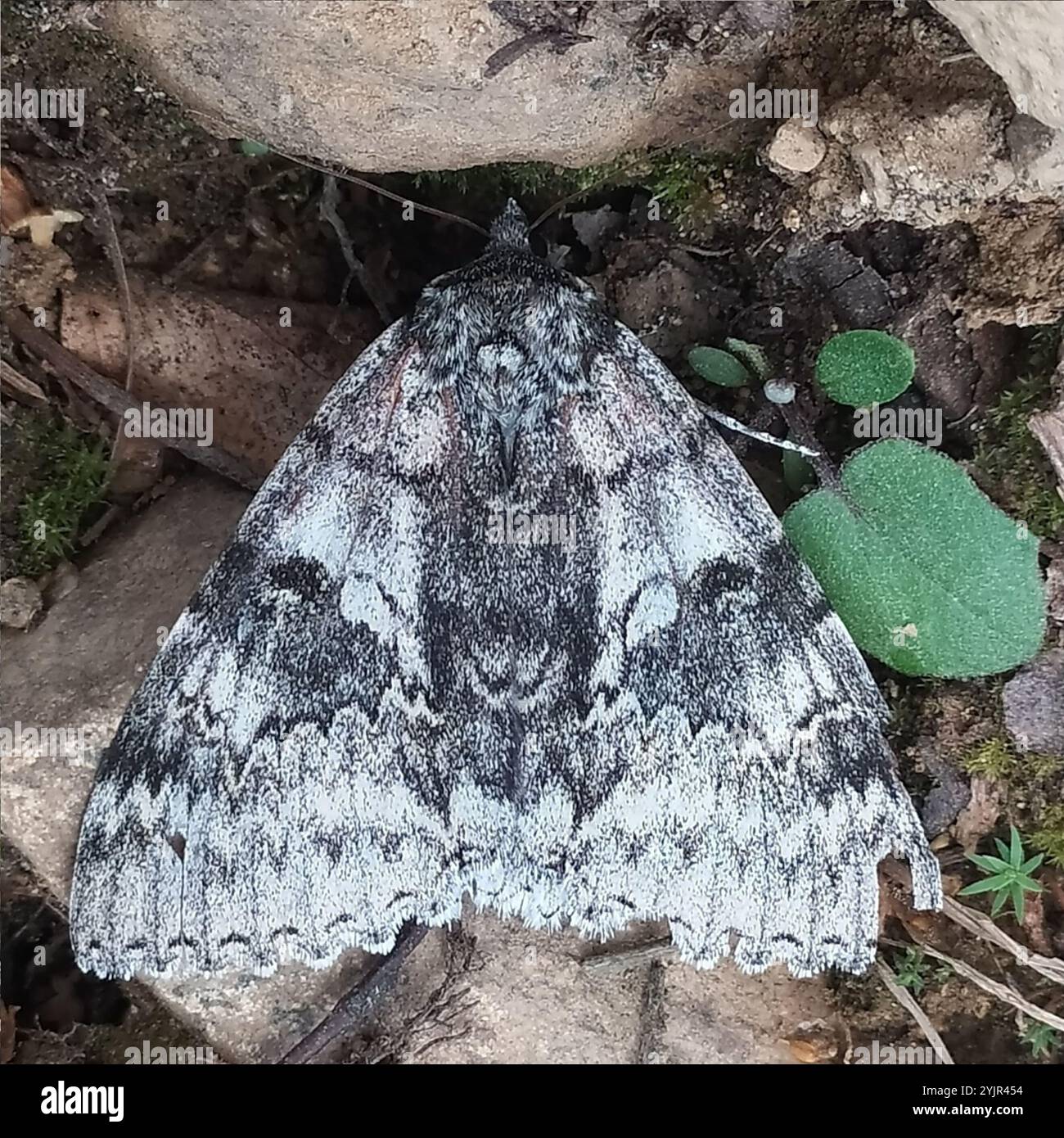 Blue Underwing (Catocala fraxini Stock Photo - Alamy