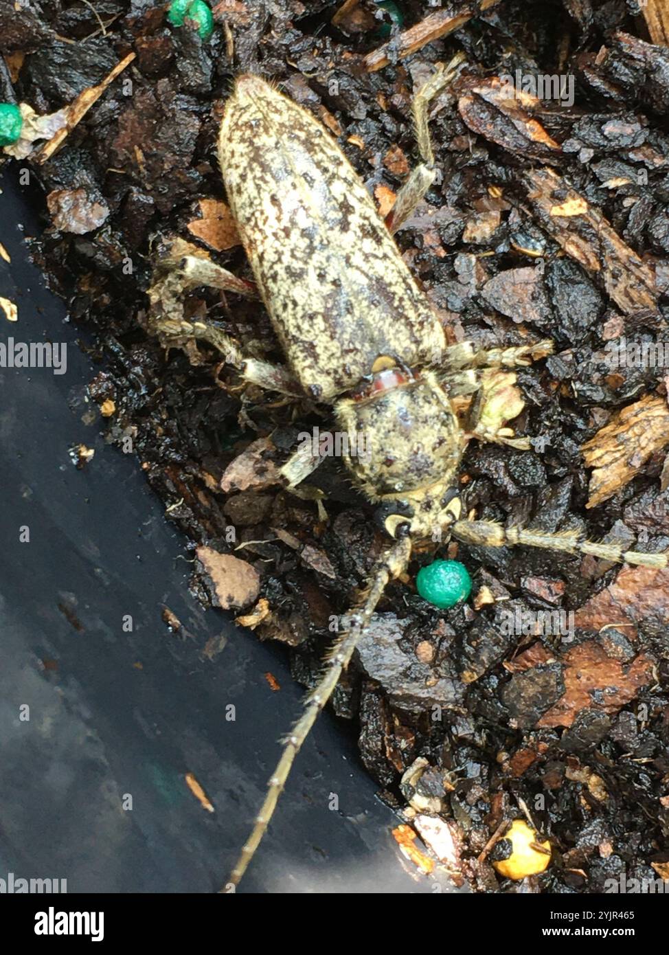 Robust Oak Borer (Enaphalodes atomarius Stock Photo - Alamy