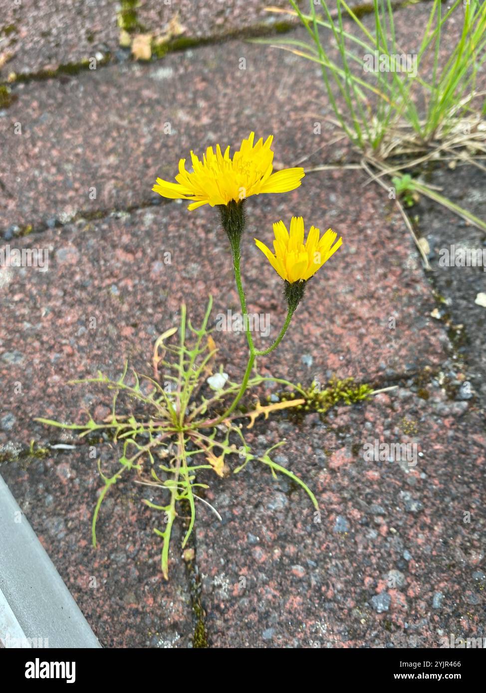 Autumn Hawkbit (Scorzoneroides autumnalis Stock Photo - Alamy
