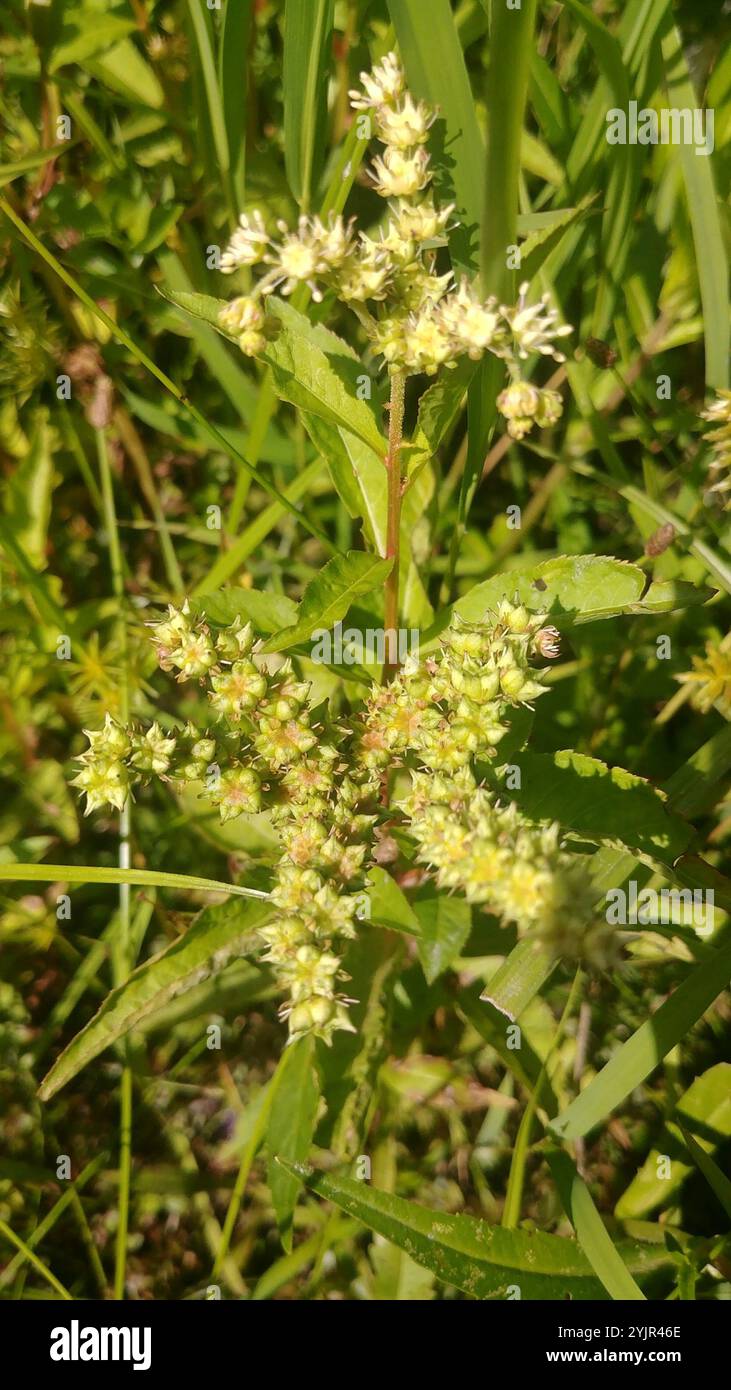 Penthorum hi-res stock photography and images - Alamy