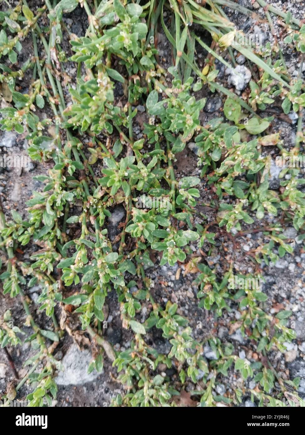Oval Leaf Knotweed (Polygonum arenastrum Stock Photo - Alamy