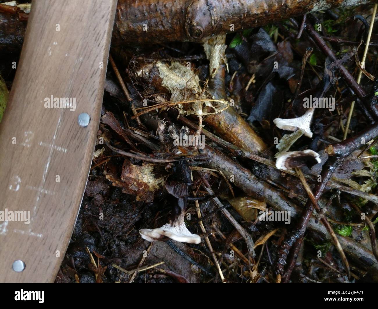 Grey Tooth (Phellodon melaleucus Stock Photo - Alamy