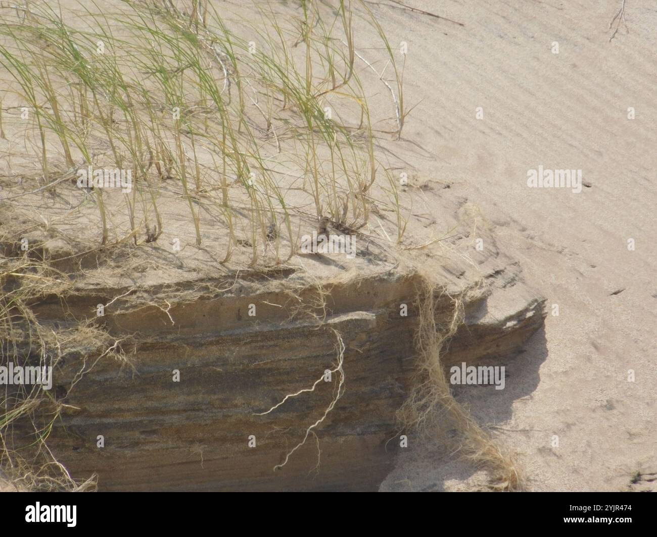 Common Miner (Geositta cunicularia Stock Photo - Alamy