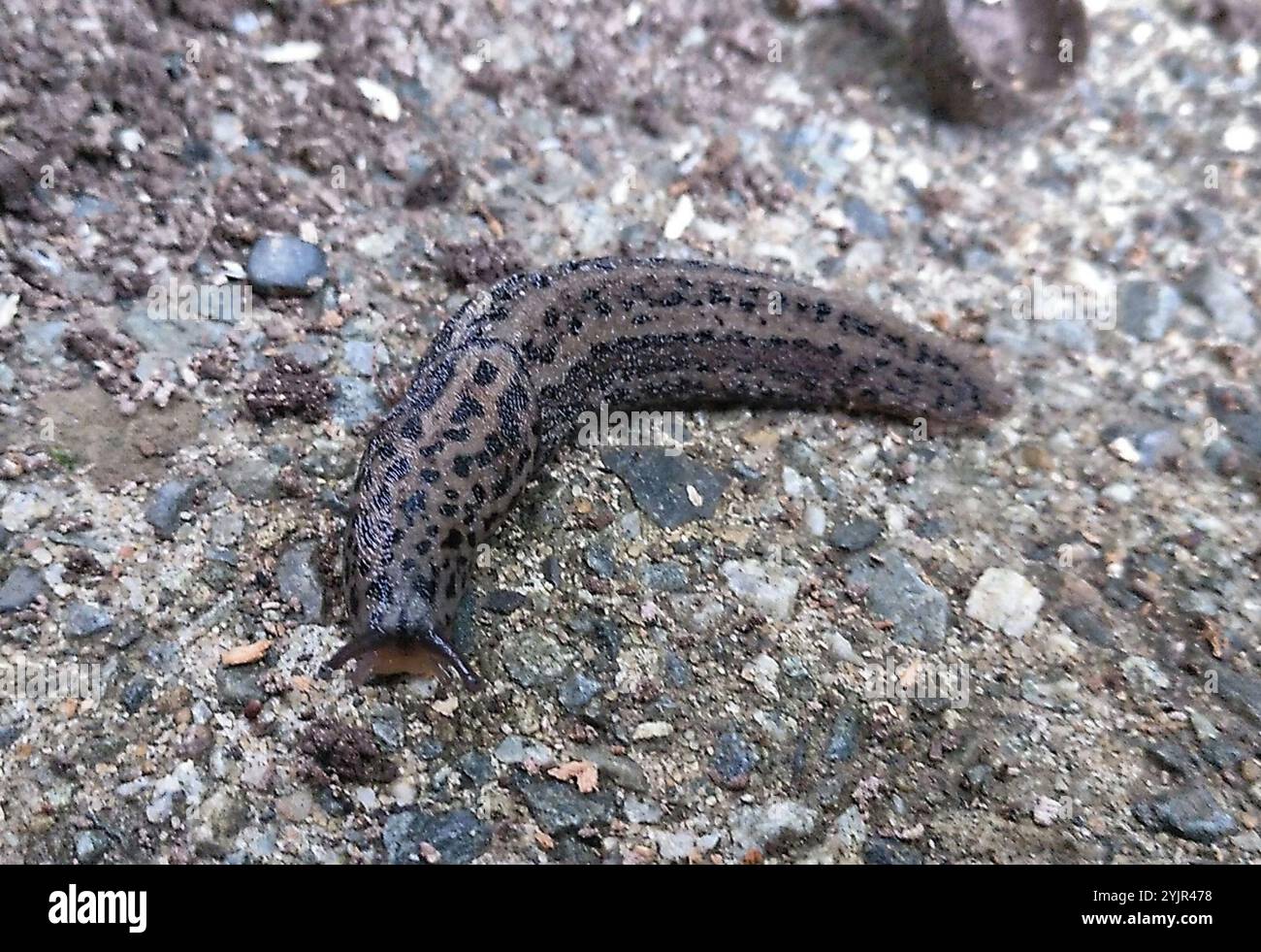 Leopard Slug (Limax maximus Stock Photo - Alamy