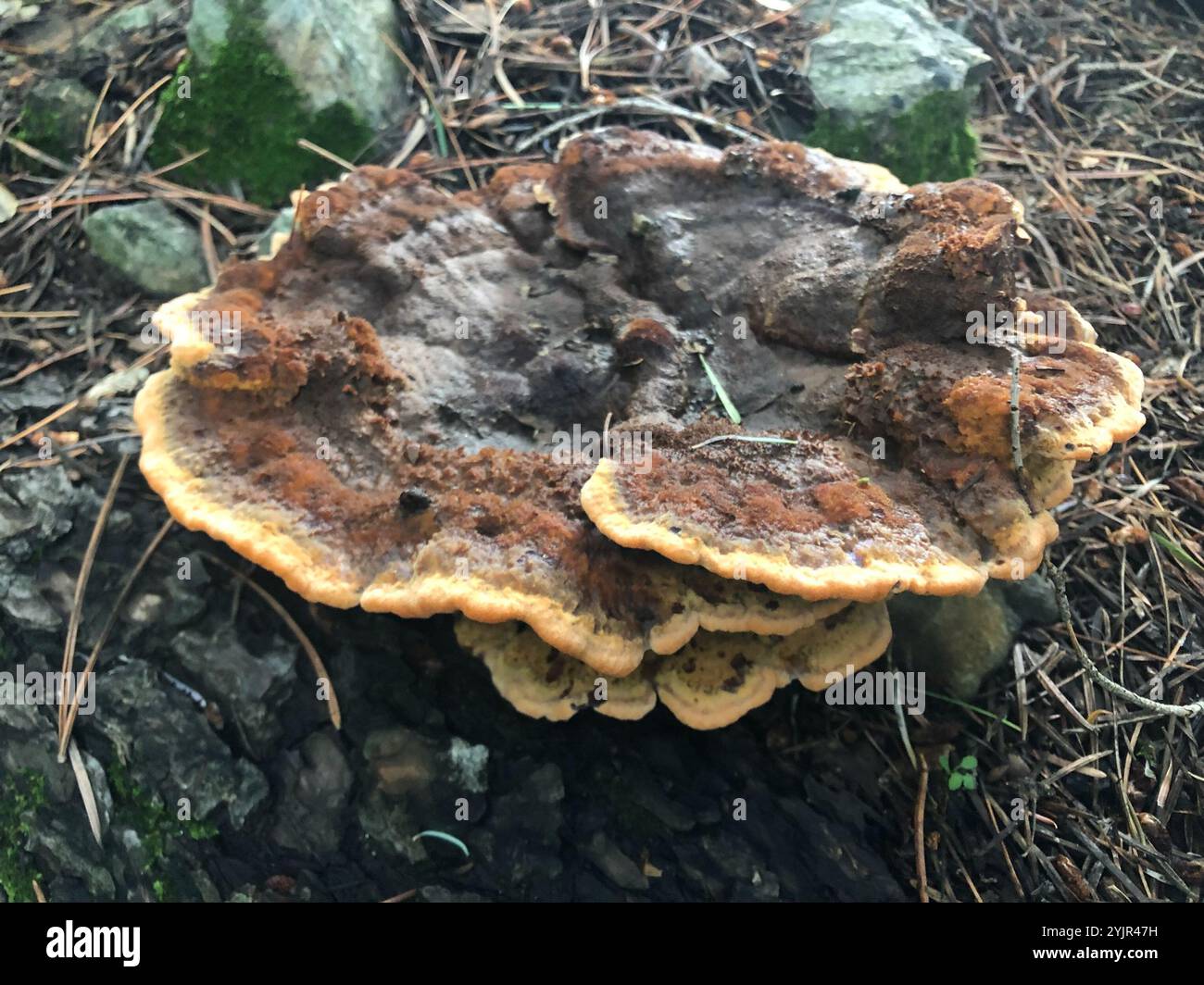 Dyer's Polypore (Phaeolus schweinitzii Stock Photo - Alamy