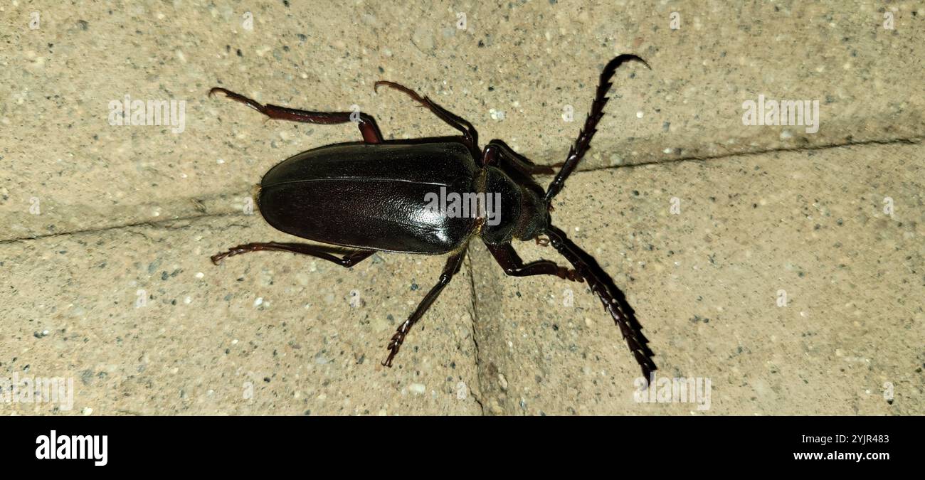 California Root Borer (Prionus californicus Stock Photo - Alamy