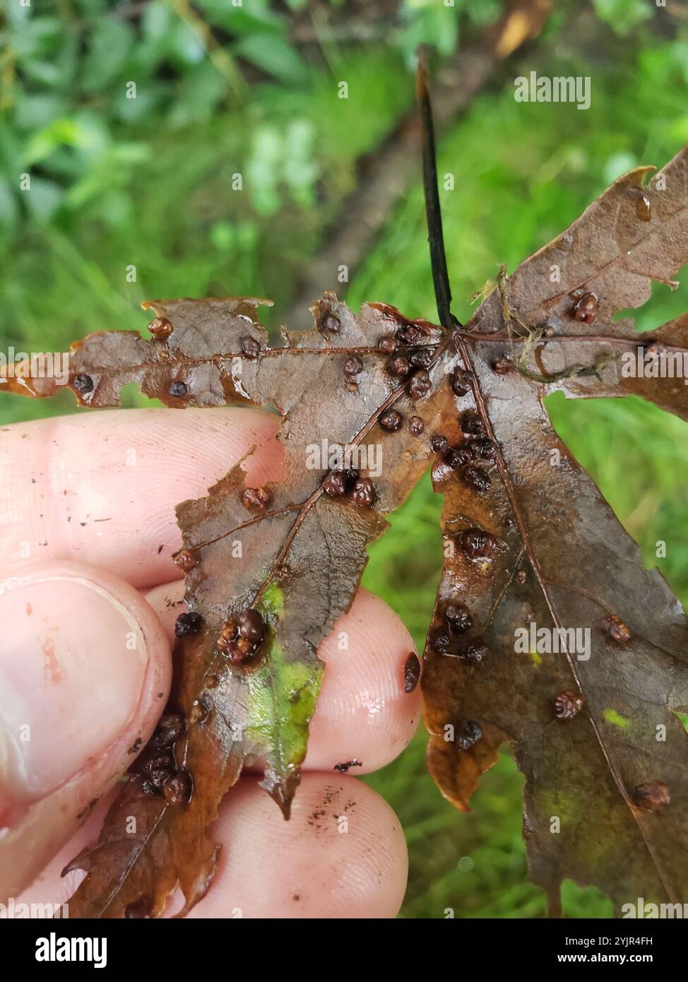Maple Bladdergall Mite (Vasates quadripedes Stock Photo - Alamy
