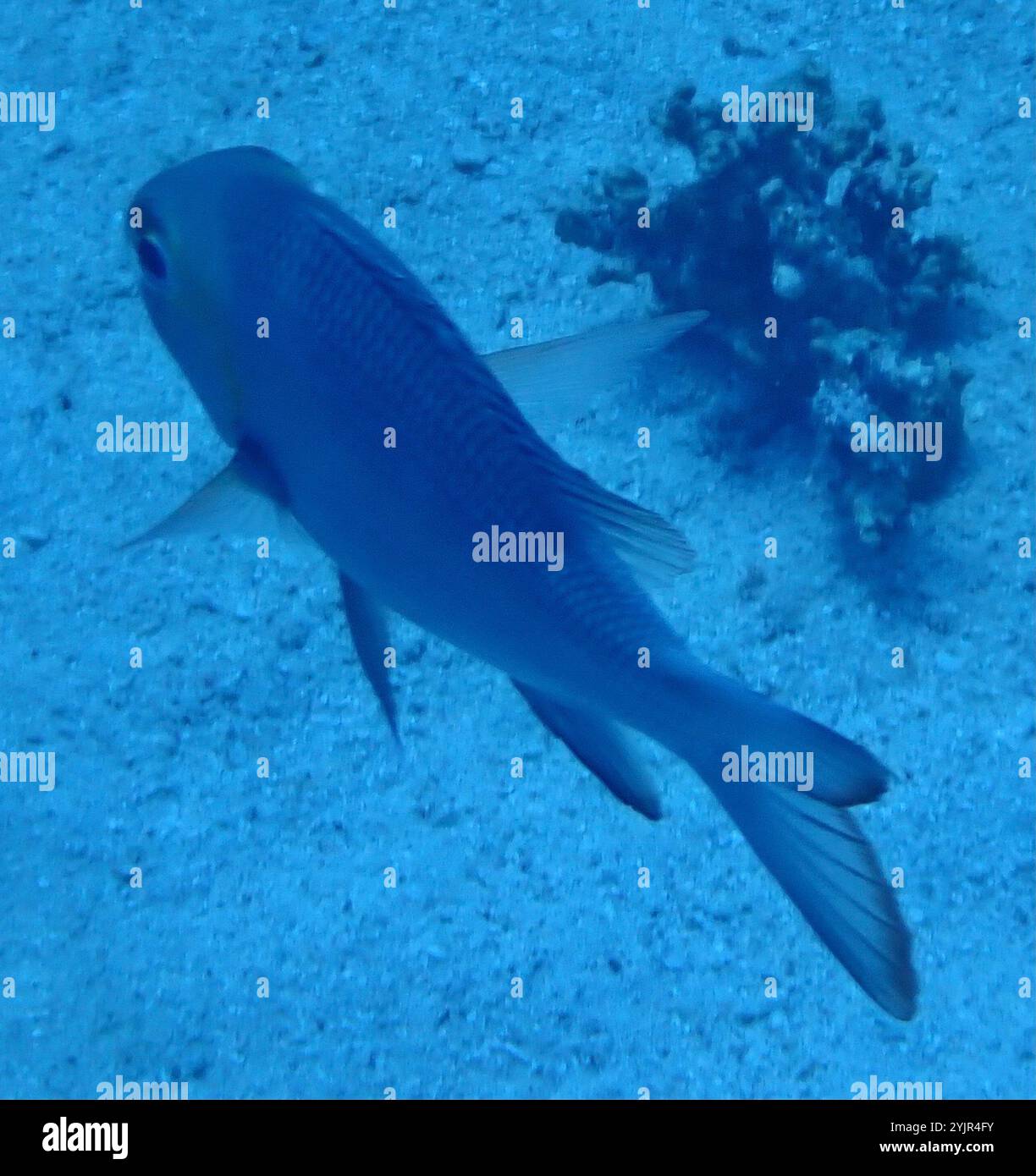 Humpnose Bigeye Bream (Monotaxis grandoculis Stock Photo - Alamy