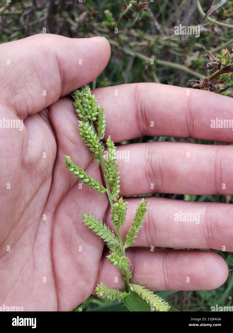Barnyard Grasses (Echinochloa Stock Photo - Alamy