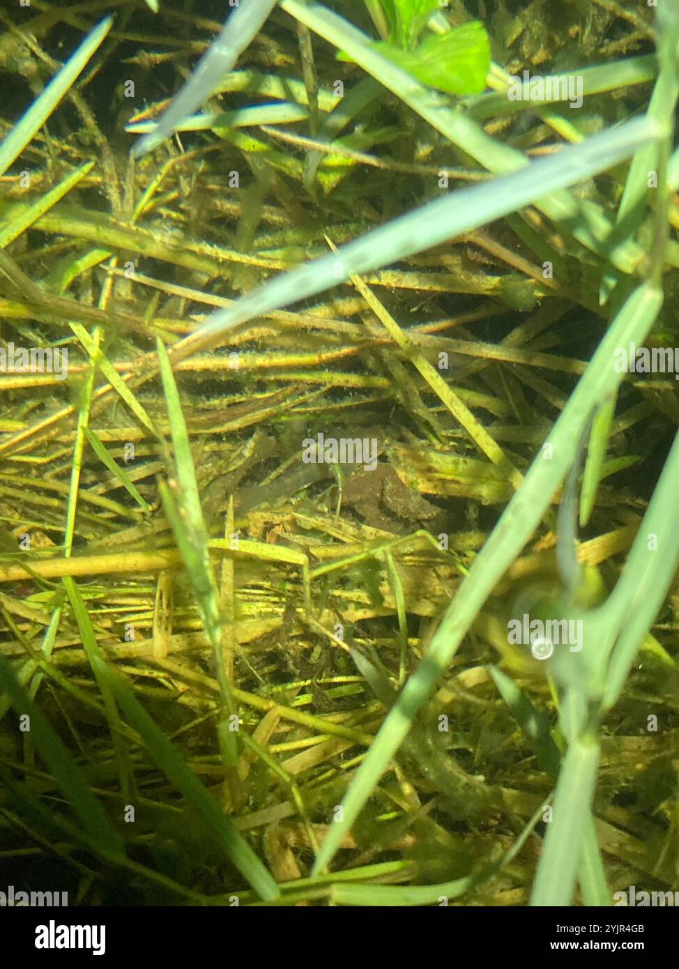 Ray-finned Fishes (Actinopterygii Stock Photo - Alamy