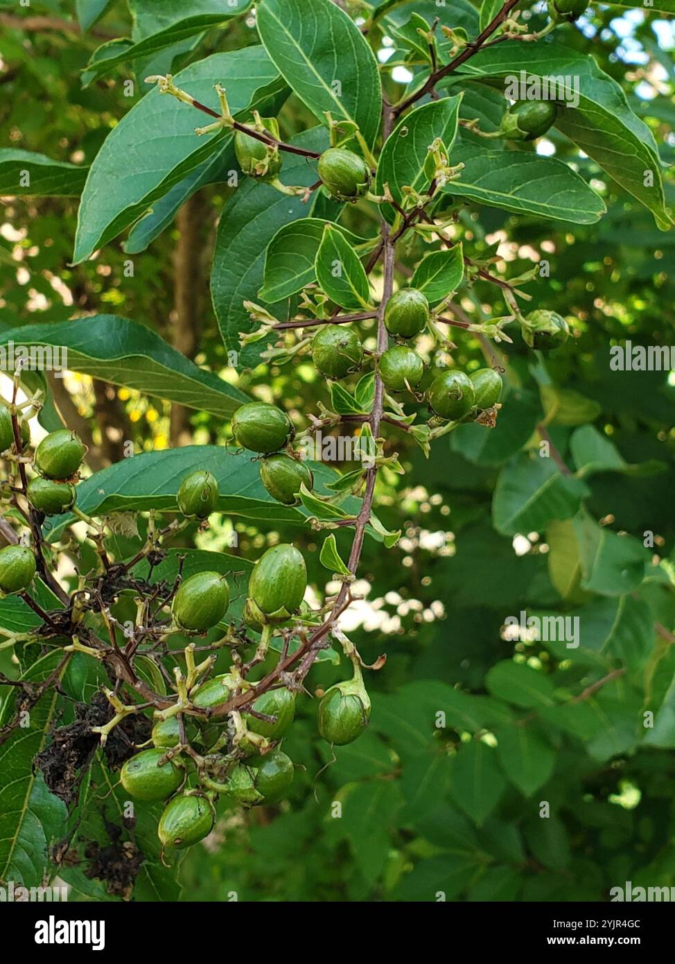Subcostate Crape Myrtle (Lagerstroemia subcostata Stock Photo - Alamy