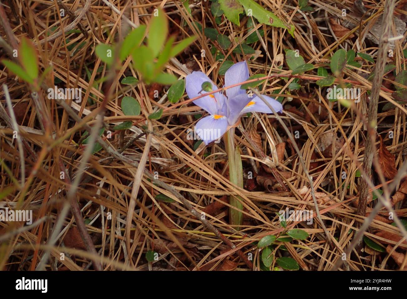 Iris verna hi-res stock photography and images - Alamy