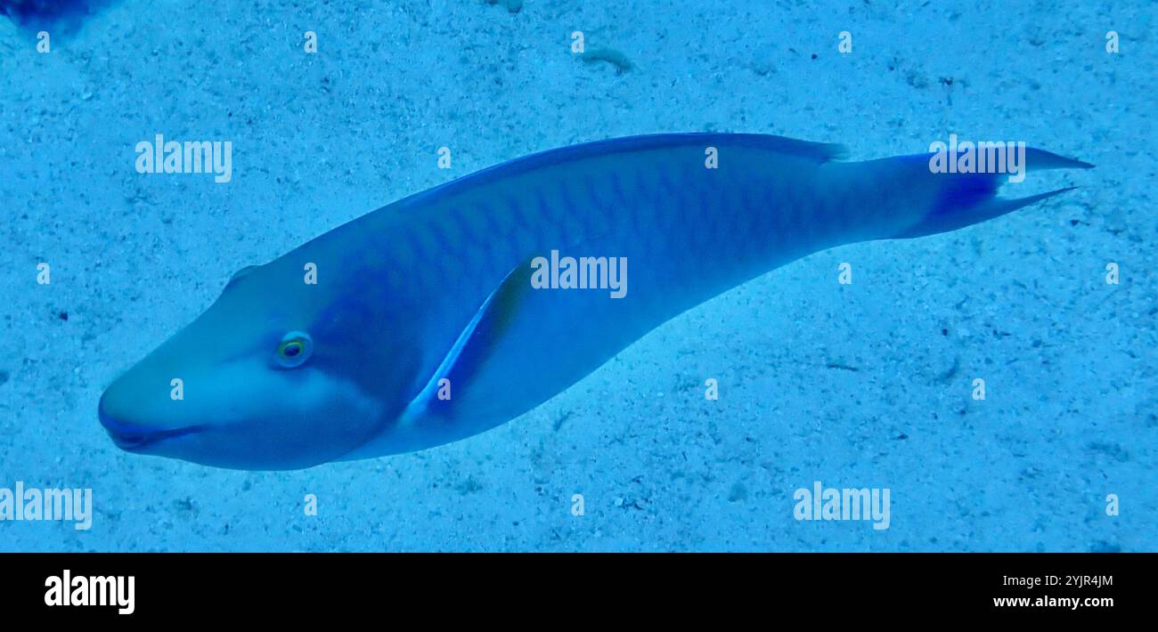 Indian Longnose Parrotfish (Hipposcarus harid Stock Photo - Alamy