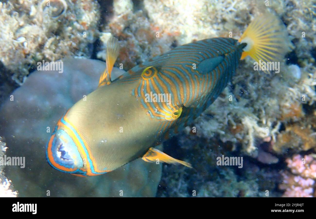 Orangestripe Triggerfish (Balistapus undulatus Stock Photo - Alamy