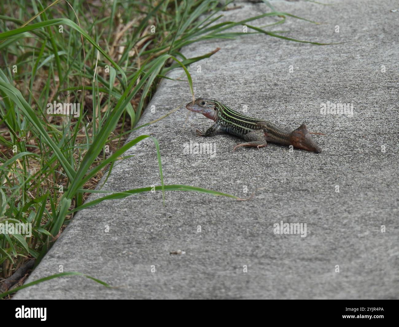 Common Spotted Whiptail (Aspidoscelis gularis Stock Photo - Alamy