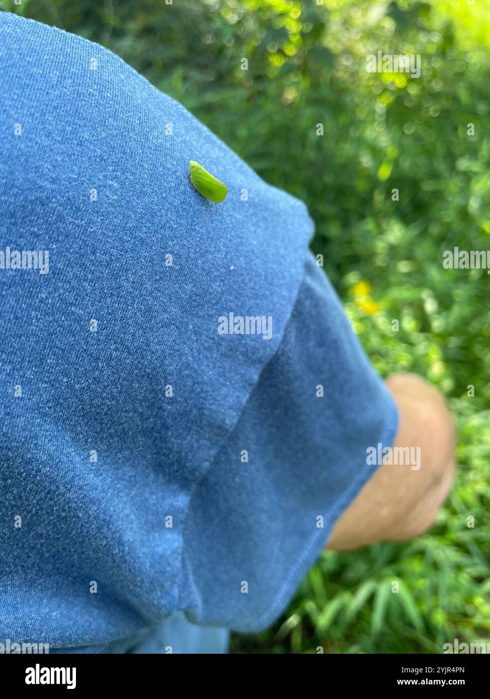 Green Cone-headed Planthopper (Acanalonia conica Stock Photo - Alamy