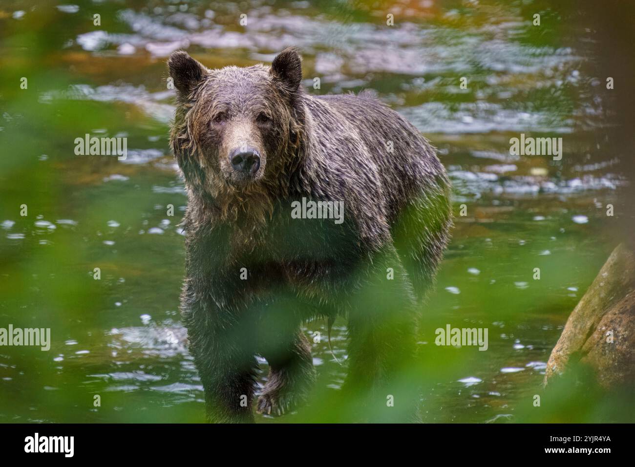 Grizzly bear fishing for salmon at X̱a̱ḵwika̱n, Kakweiken River ...