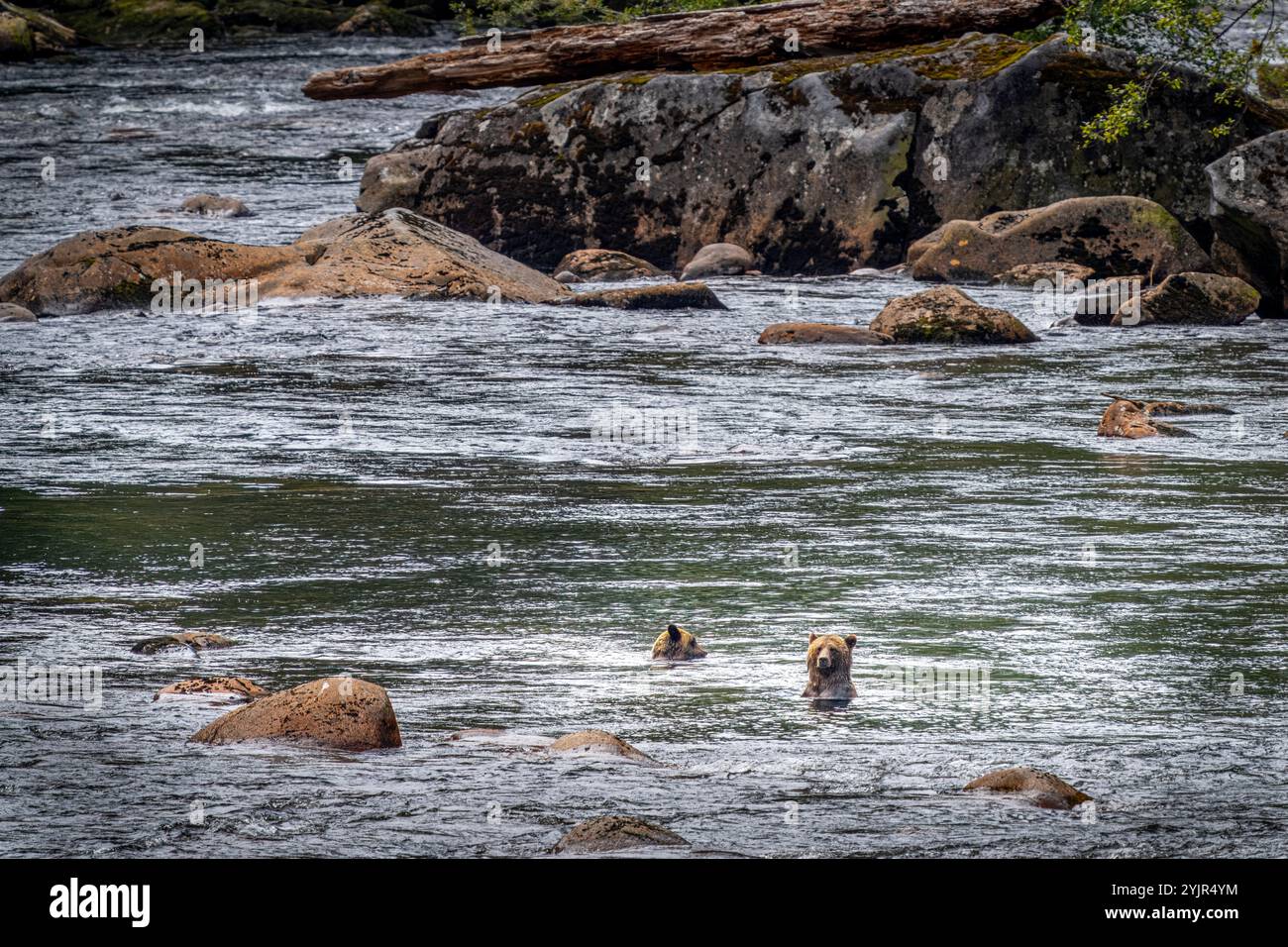 Grizzly bear fishing for salmon at X̱a̱ḵwika̱n, Kakweiken River ...
