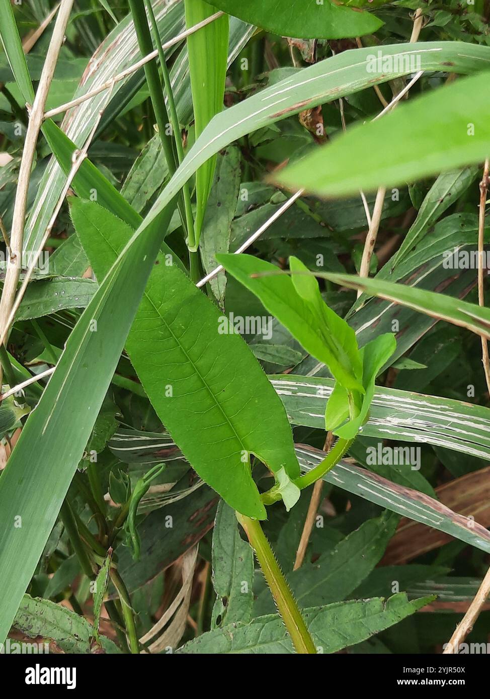 arrow-leaved tearthumb (Persicaria sagittata Stock Photo - Alamy