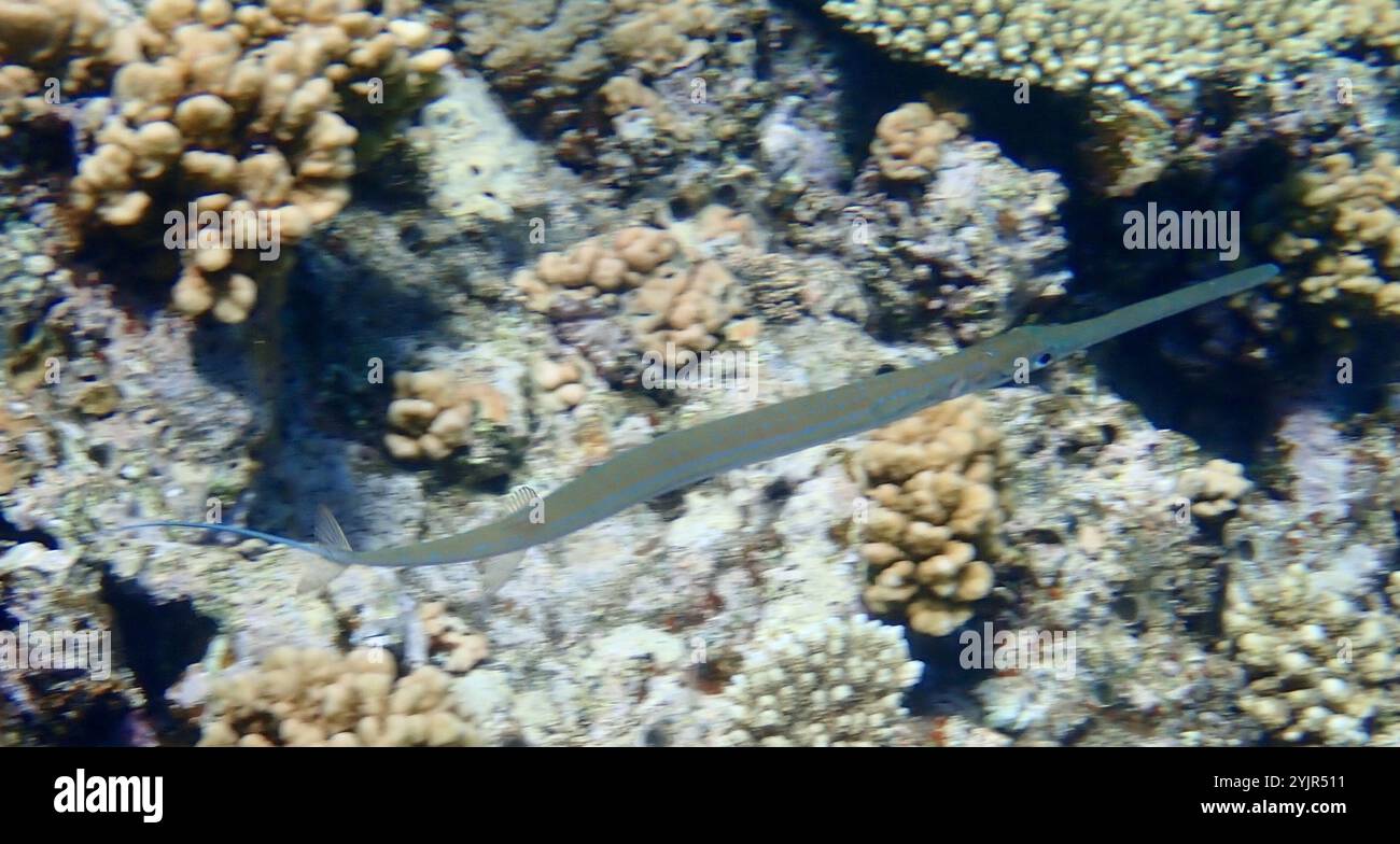 Bluespotted Cornetfish (Fistularia commersonii Stock Photo - Alamy