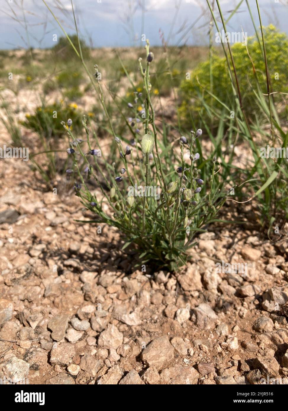 Blue Milkwort (Hebecarpa barbeyana Stock Photo - Alamy