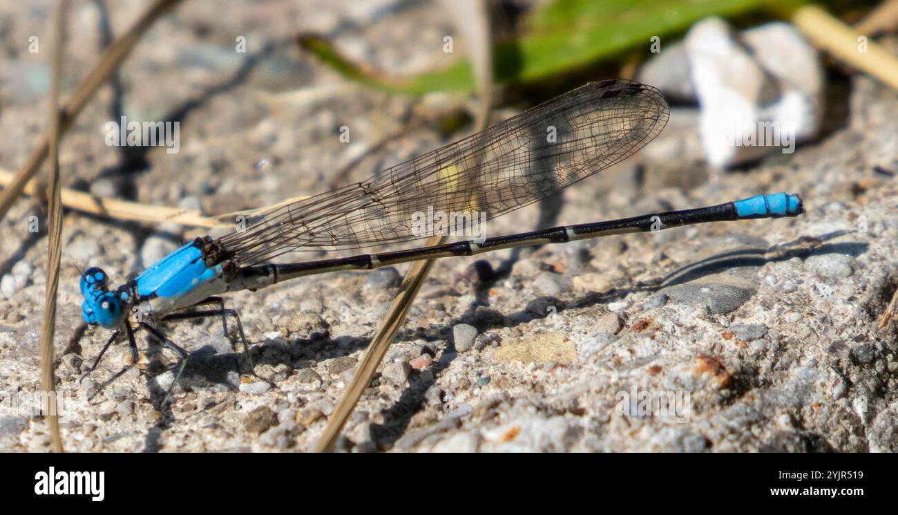 Blue-fronted Dancer (Argia apicalis Stock Photo - Alamy