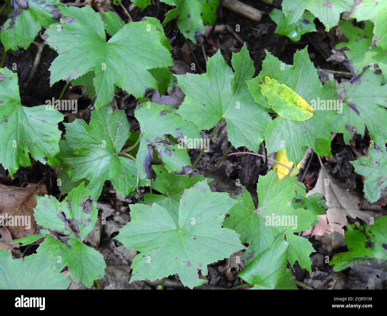 Broad-leaf Waterleaf (Hydrophyllum canadense Stock Photo - Alamy