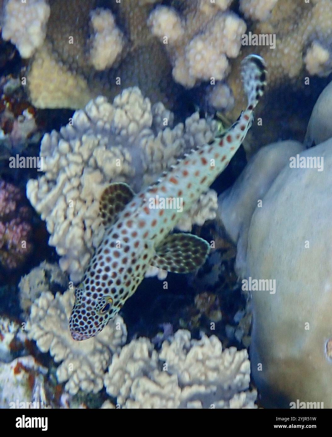 Greasy rockcod hi-res stock photography and images - Alamy