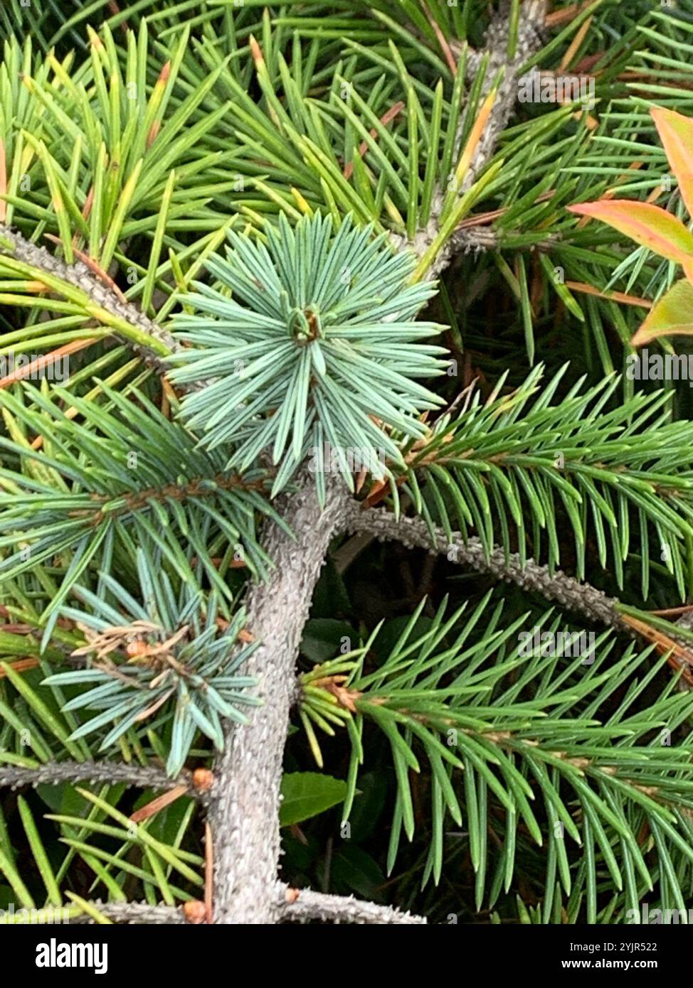 Sitka spruce (Picea sitchensis Stock Photo - Alamy
