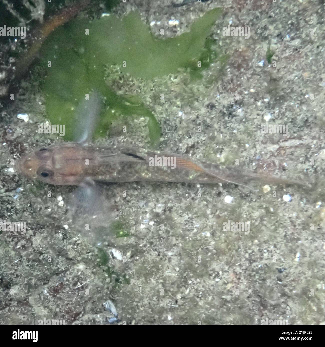 Blackeye Goby (Rhinogobiops nicholsii Stock Photo - Alamy