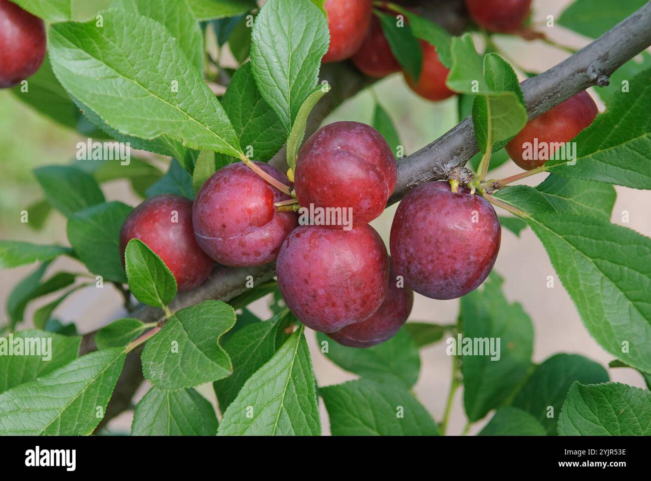 Renekloden Prunus domestica Emma, Renekloden Prunus domestica Emma ...