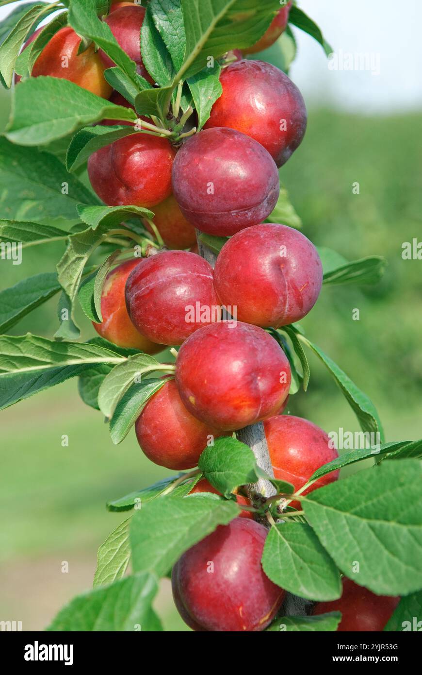 Renekloden Prunus domestica Emma, Renekloden Prunus domestica Emma ...