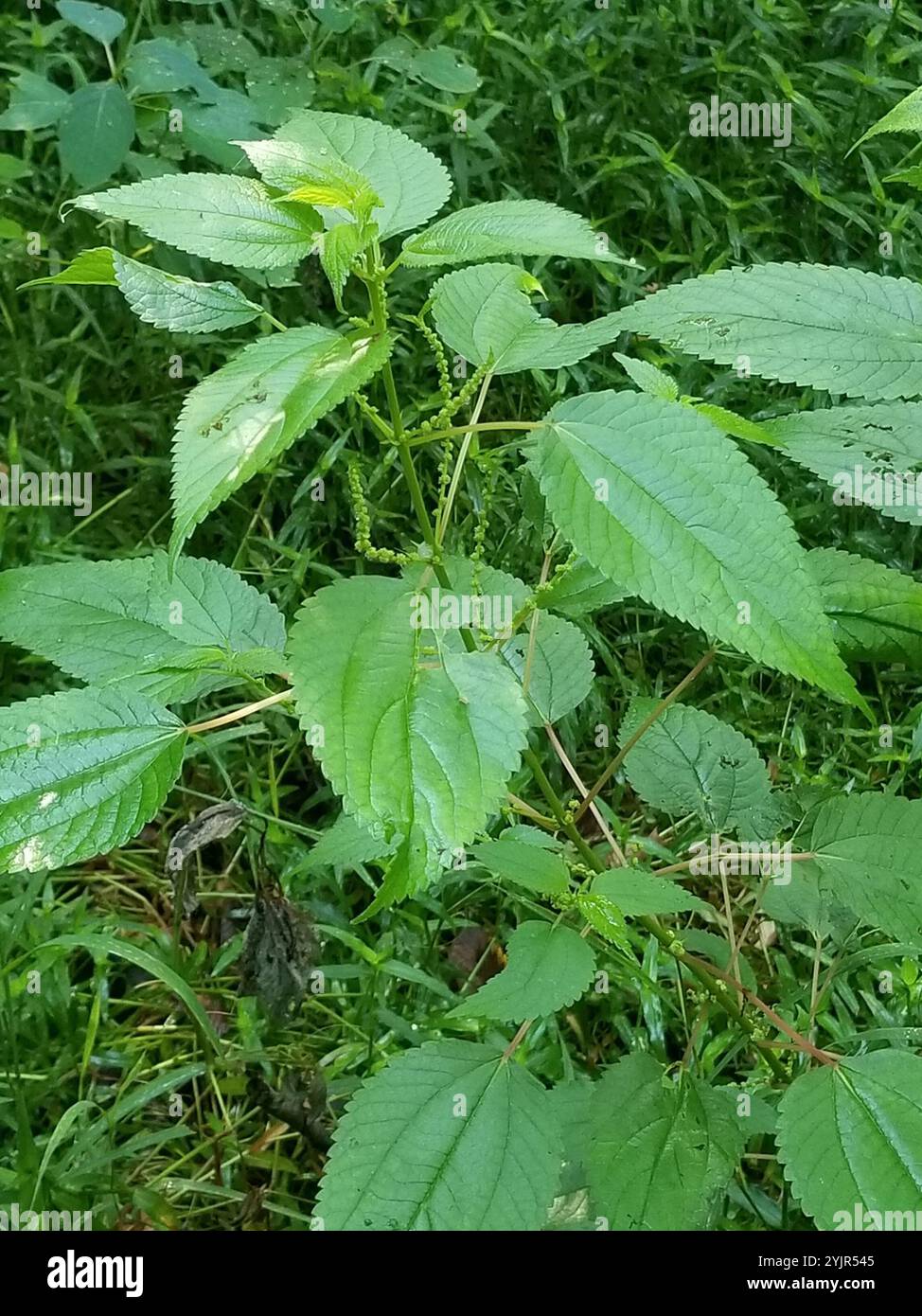 false nettle (Boehmeria cylindrica Stock Photo - Alamy