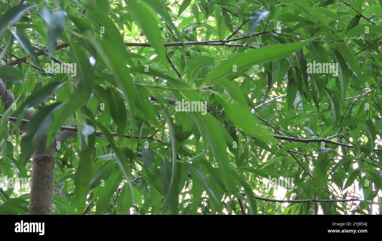 peachleaf willow (Salix amygdaloides Stock Photo - Alamy