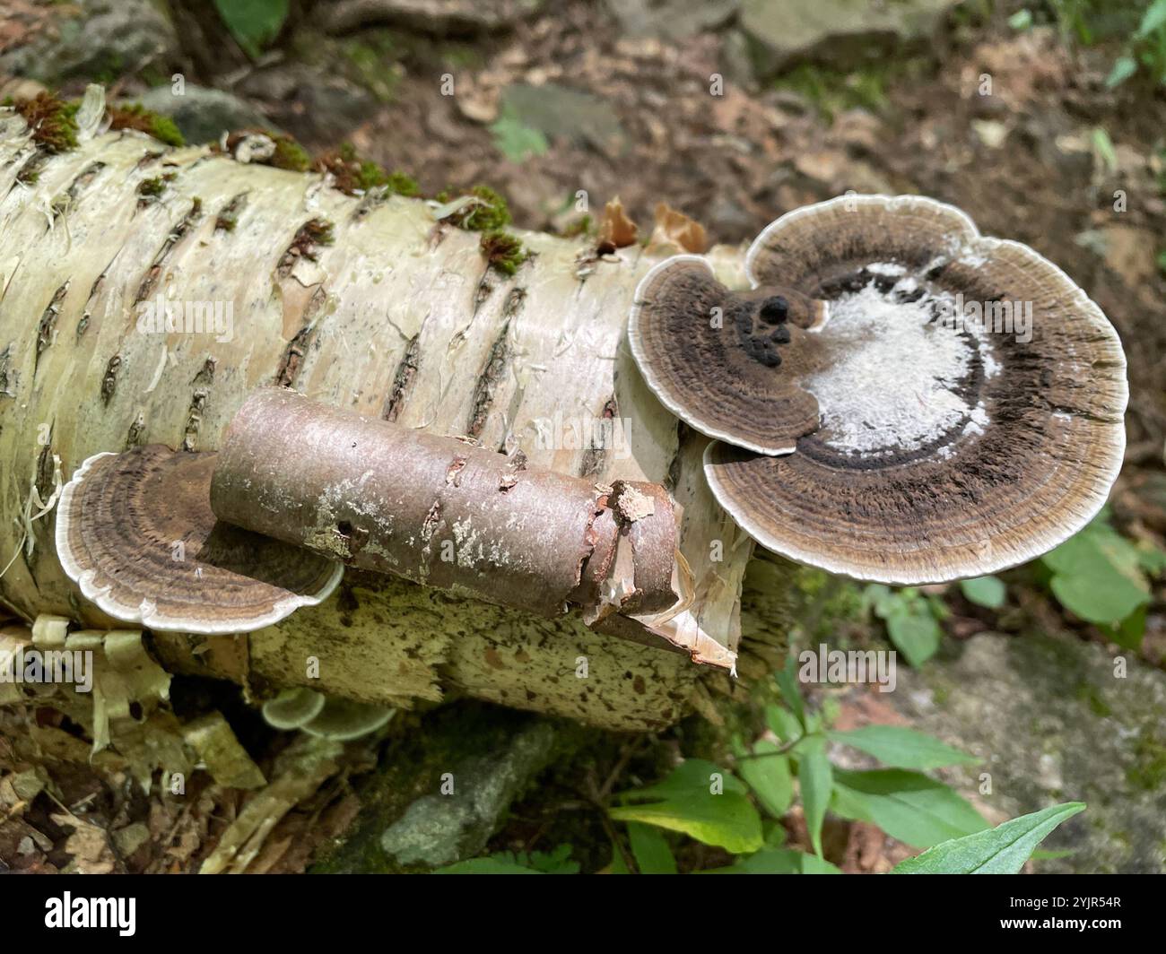 Thin-walled Maze Polypore (Daedaleopsis confragosa Stock Photo - Alamy