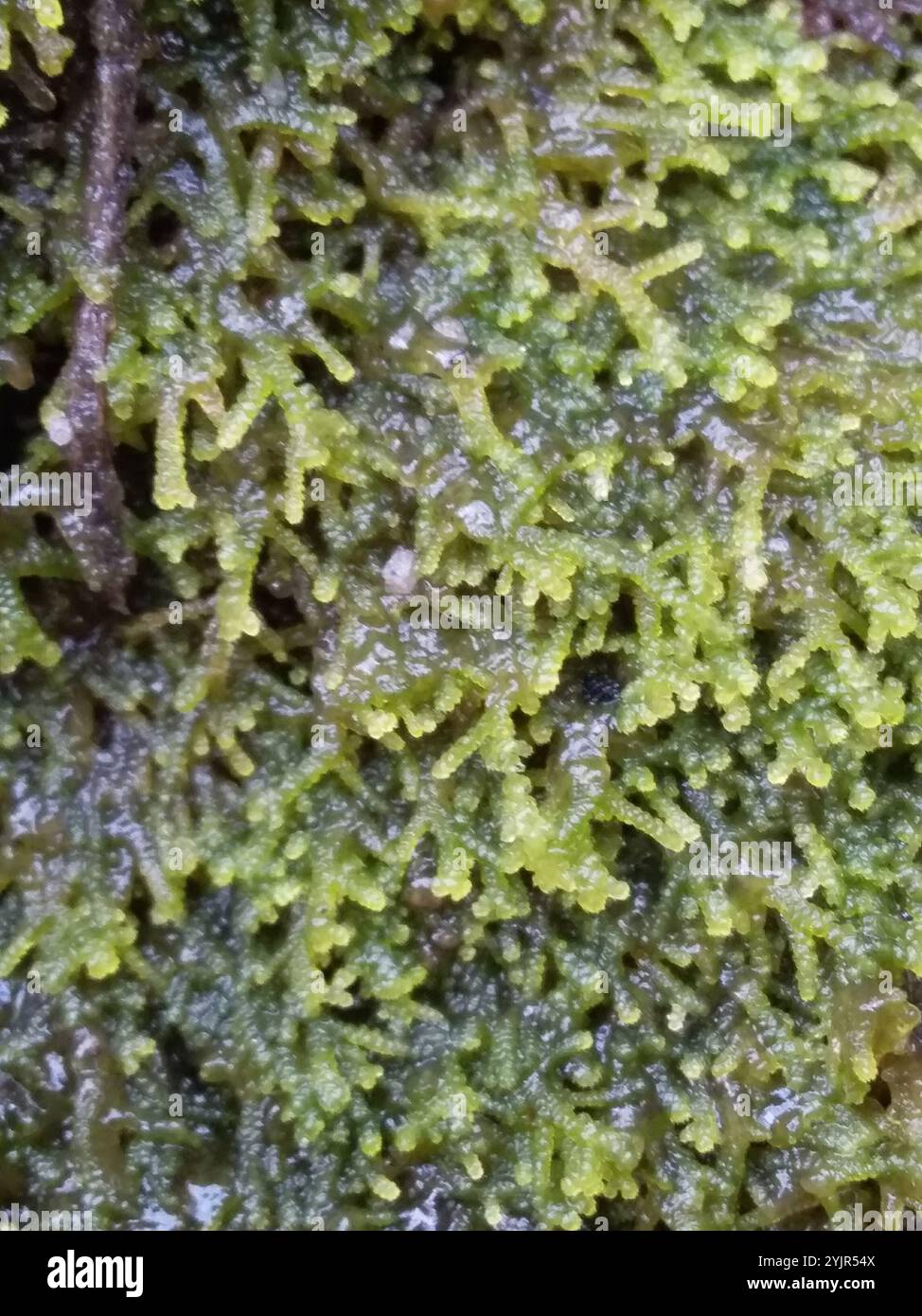 Jungermanniales hi-res stock photography and images - Alamy