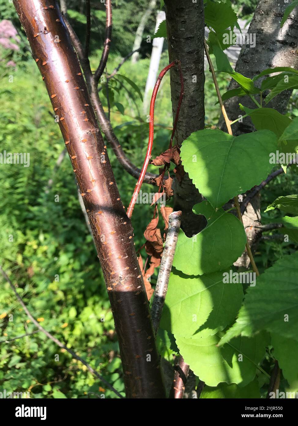 fire cherry (Prunus pensylvanica Stock Photo - Alamy