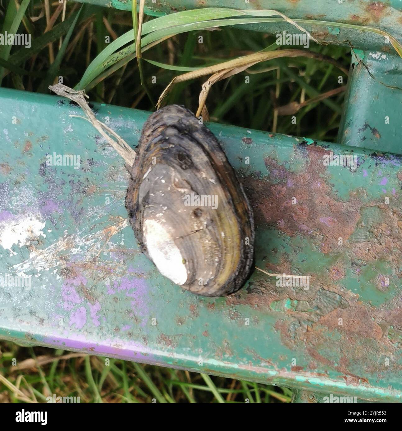 Anodonta anatina hi-res stock photography and images - Alamy