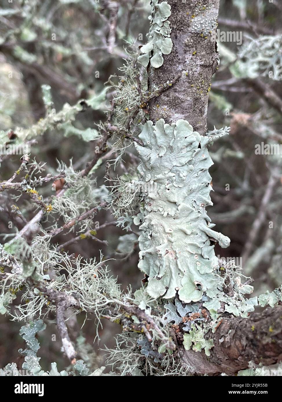 common greenshield lichen (Flavoparmelia caperata Stock Photo - Alamy
