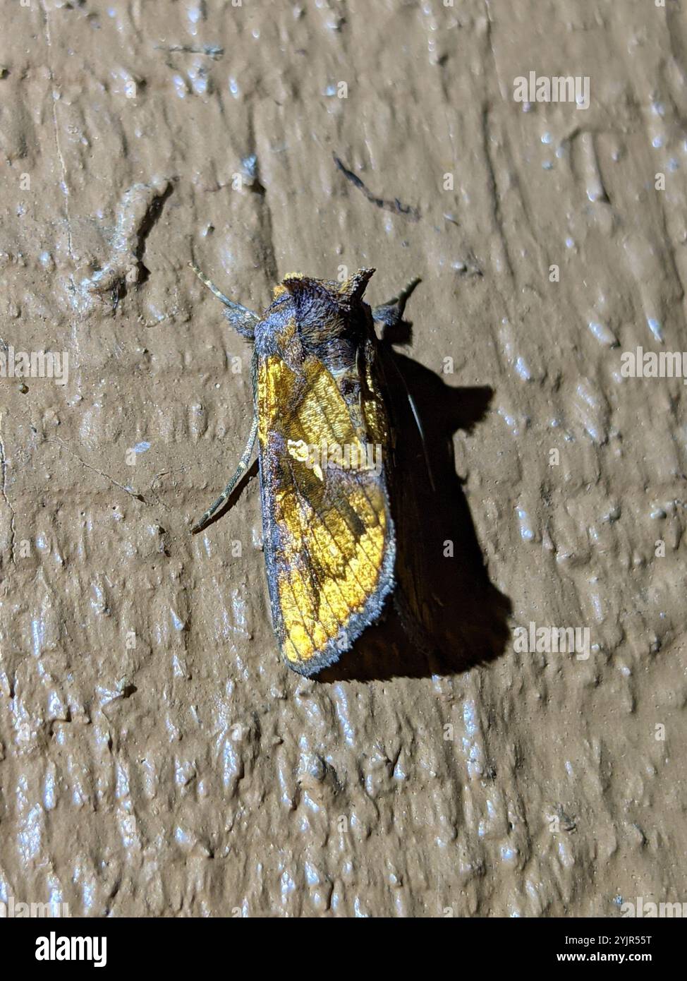 Argyrogramma verruca hi-res stock photography and images - Alamy