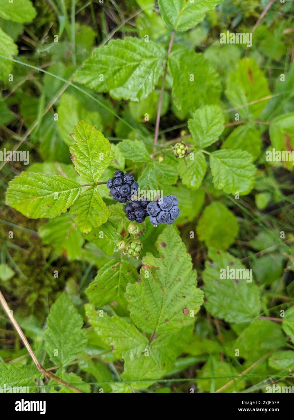 European dewberry (Rubus caesius Stock Photo - Alamy