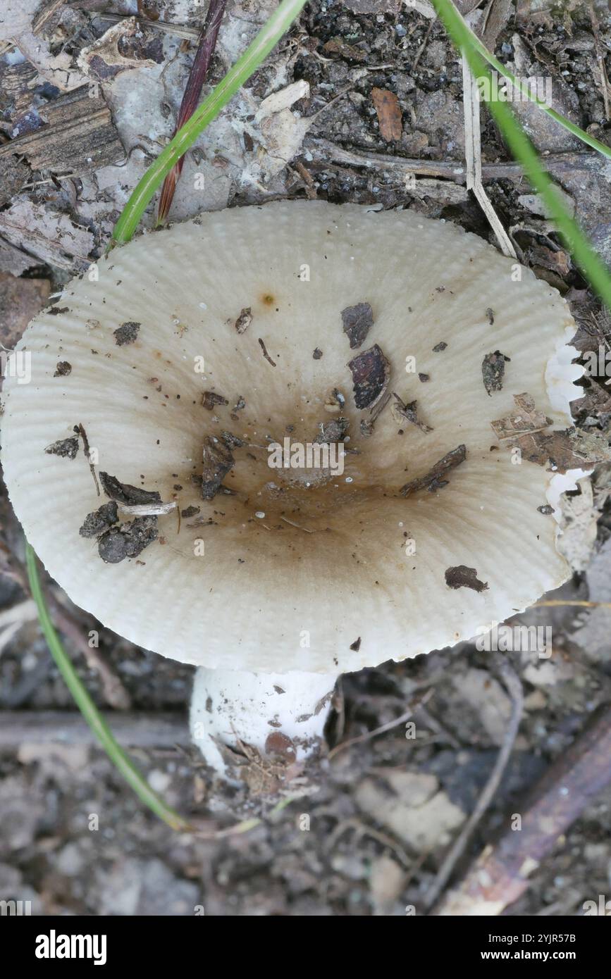 Russula pectinatoides hi-res stock photography and images - Alamy