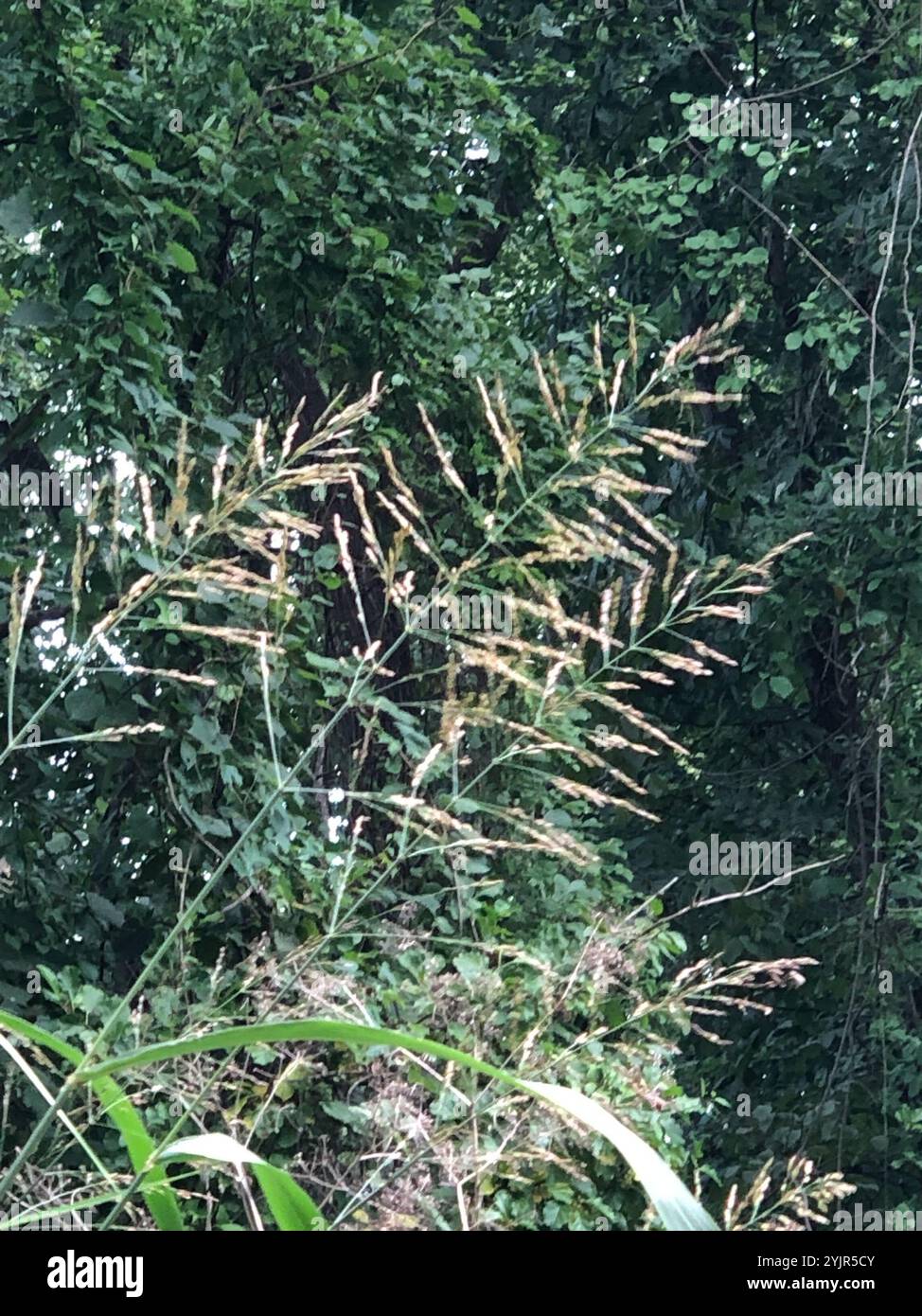 Johnson grass (Sorghum halepense Stock Photo - Alamy