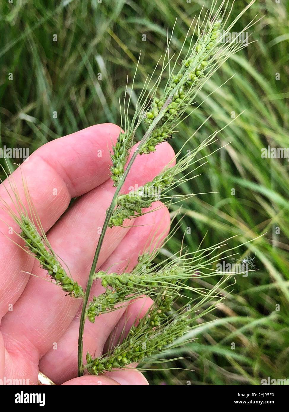 Barnyard Grasses (Echinochloa Stock Photo - Alamy